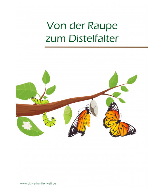 Von der Raupe zum Schmetterling /Lebenszyklus/Anatomie von Raupe und ...
